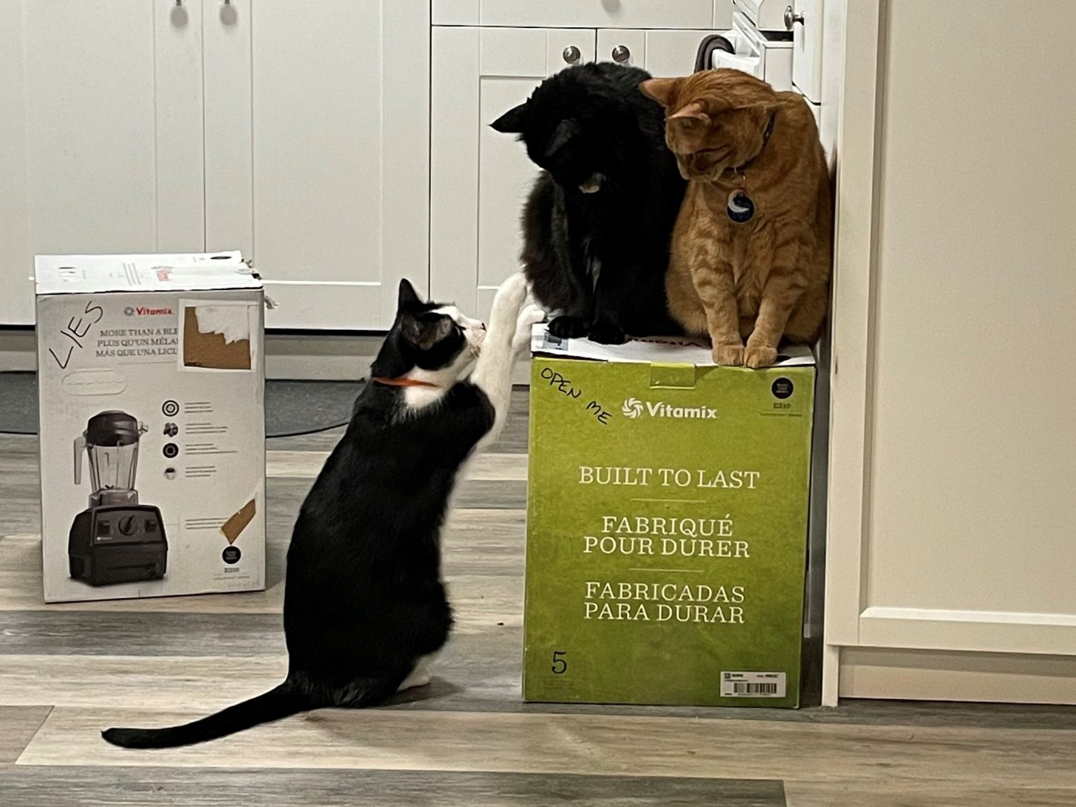 The Cat in the Blender Incident: Unraveling a Viral Internet Hoax
